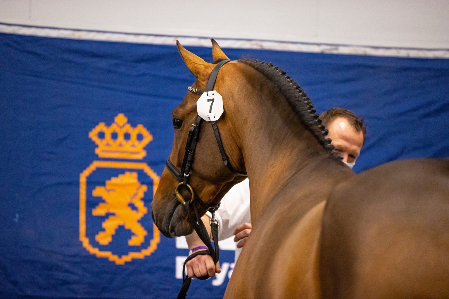 KWPN stallion selection: nine Gelder stallions to be presented - DigiShots
