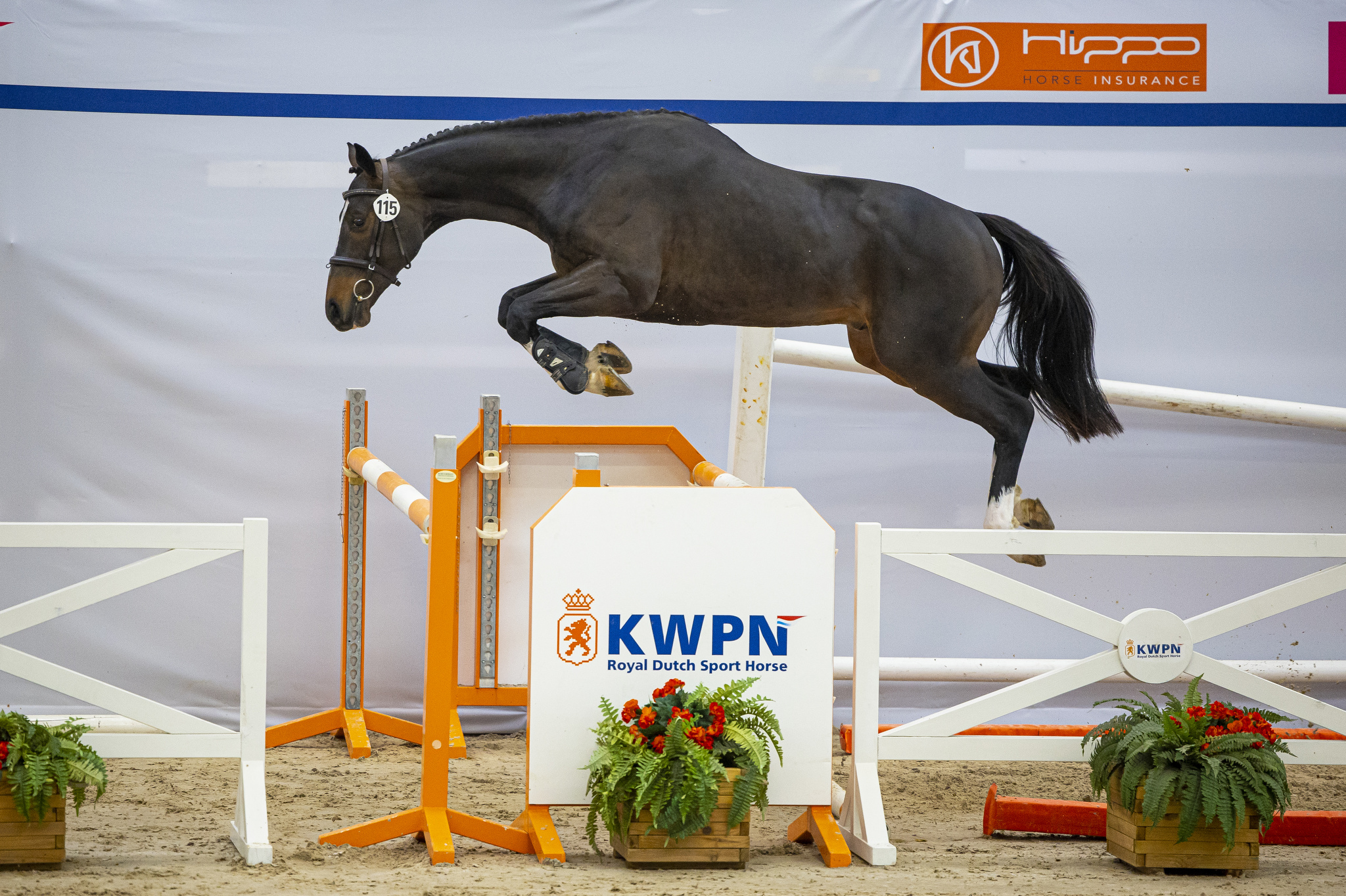 Last day of the KWPN stallion selection: 47 jumping stallions to appear ...