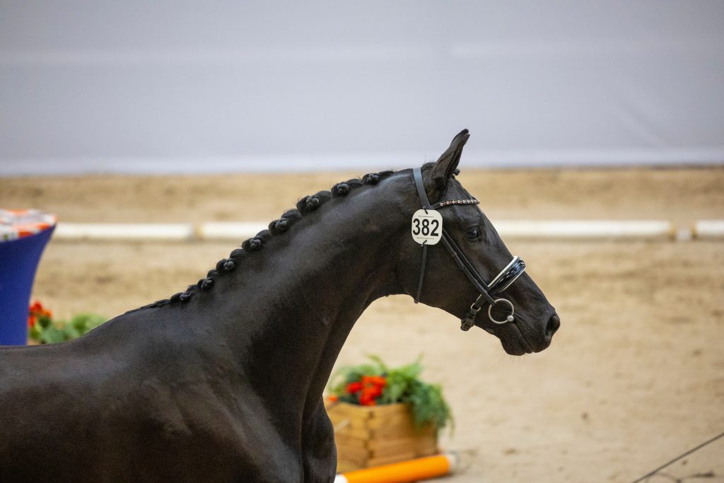 KWPN stallion selection day four: another 49 dressage stallions will ...