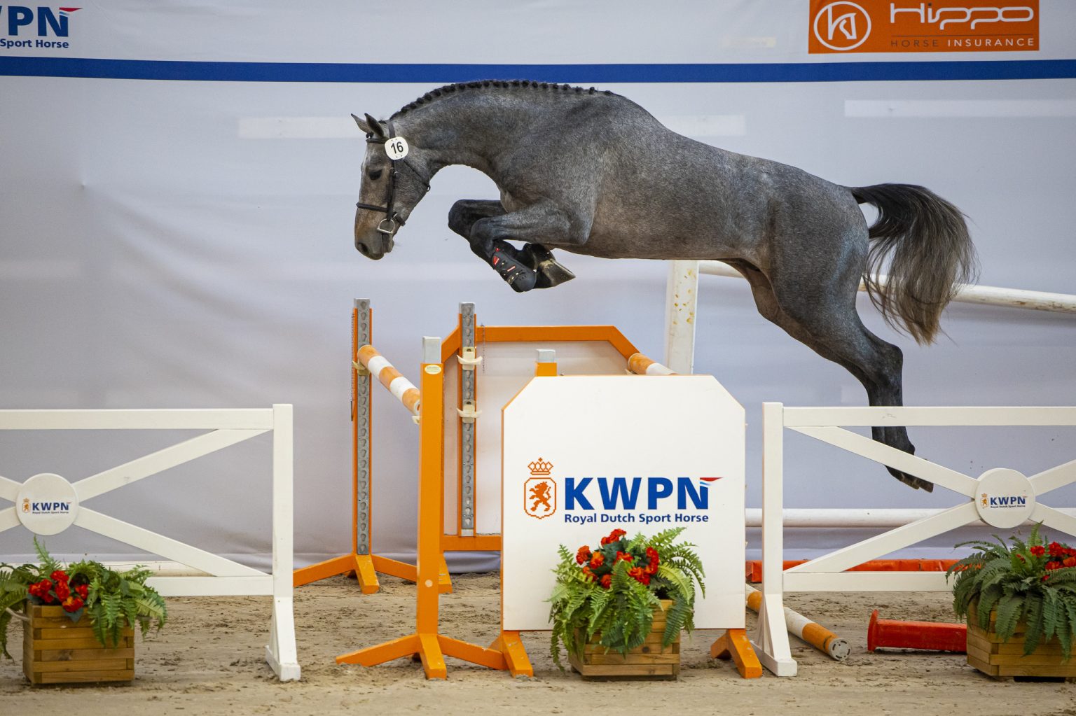 Last day of the KWPN stallion selection: 47 jumping stallions to appear ...