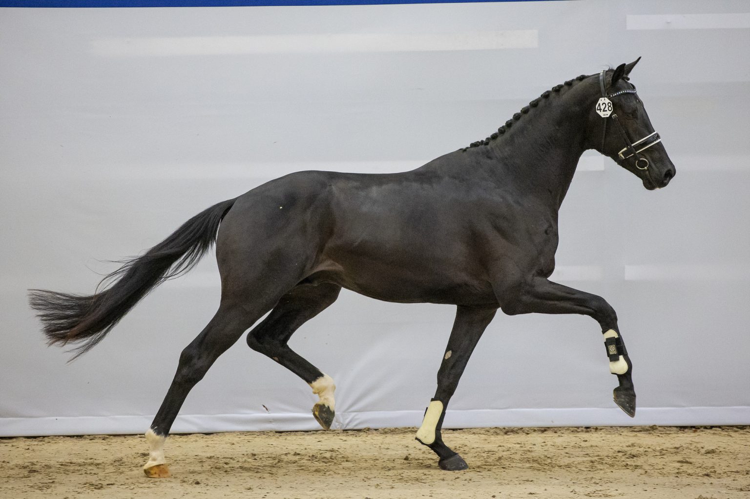 KWPN stallion selection day four: another 49 dressage stallions will ...