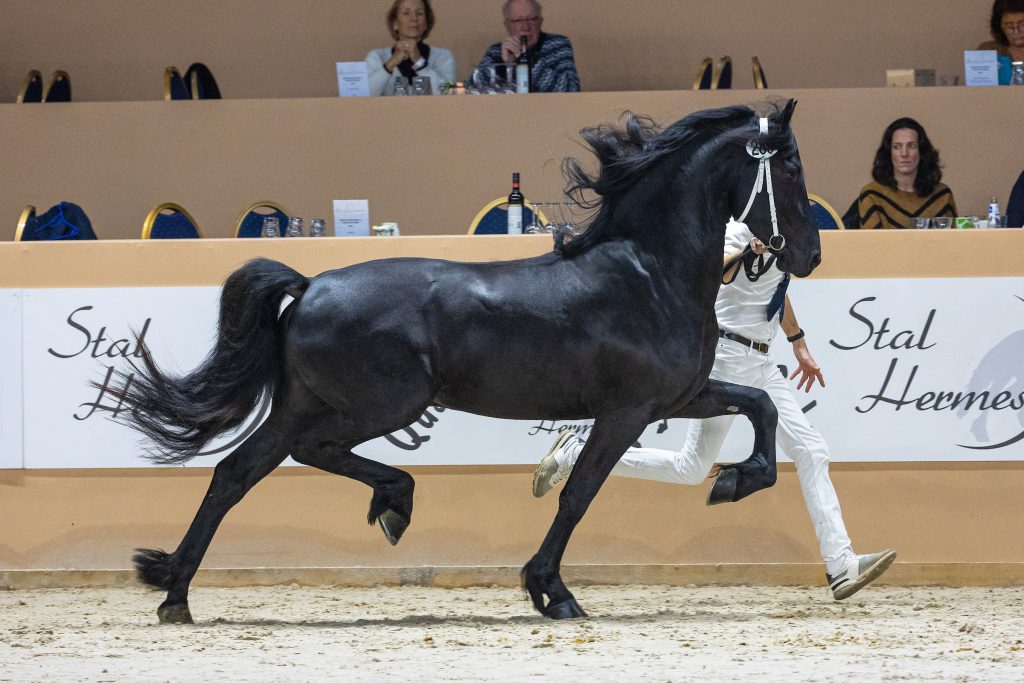 Day one of the KFPS Stallion Show in Leeuwarden: 26 Friesians selected - DigiShots