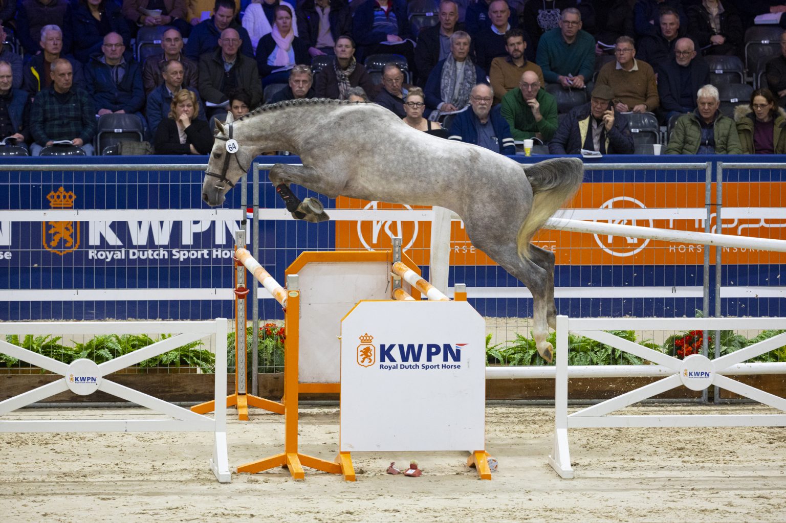 KWPN Stallion Show: Second viewing of jumping stallions - DigiShots