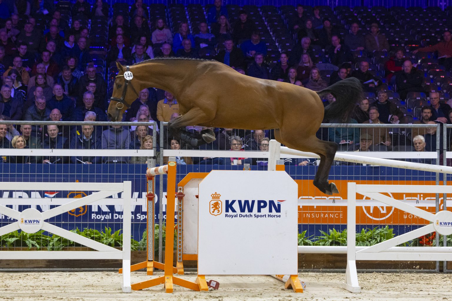 KWPN Stallion Show: Second viewing of jumping stallions - DigiShots