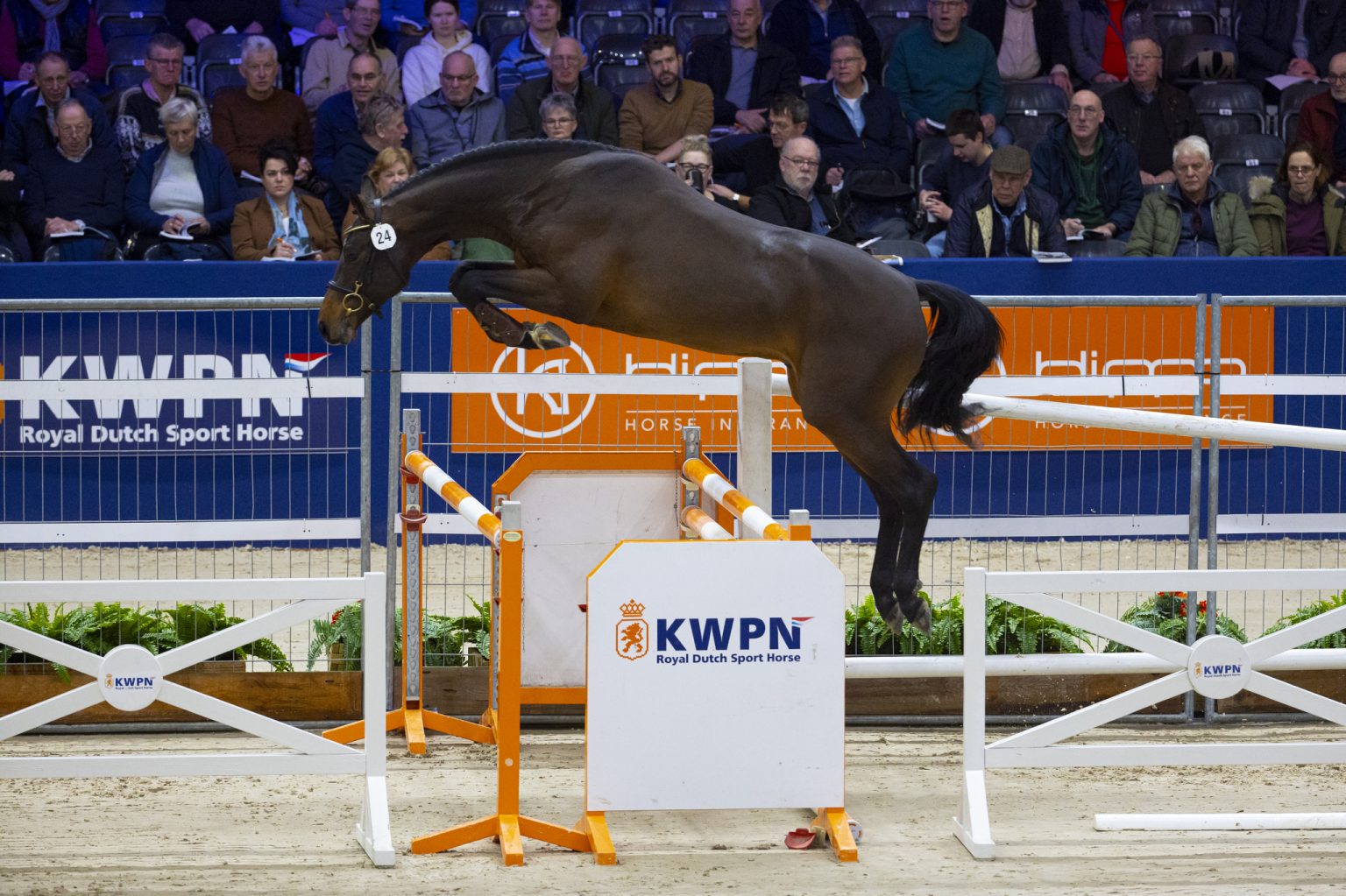 KWPN Stallion Show: Day two of second round viewing jumping stallions ...