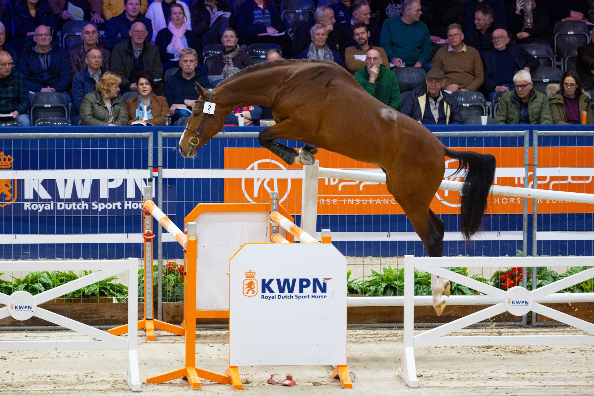 KWPN Stallion Show: Second viewing of jumping stallions - DigiShots