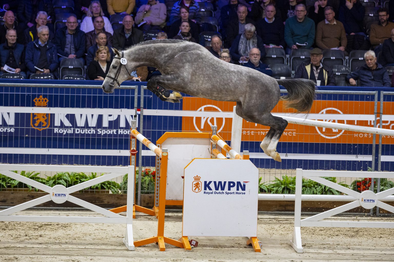 KWPN Stallion Show: Second viewing of jumping stallions - DigiShots