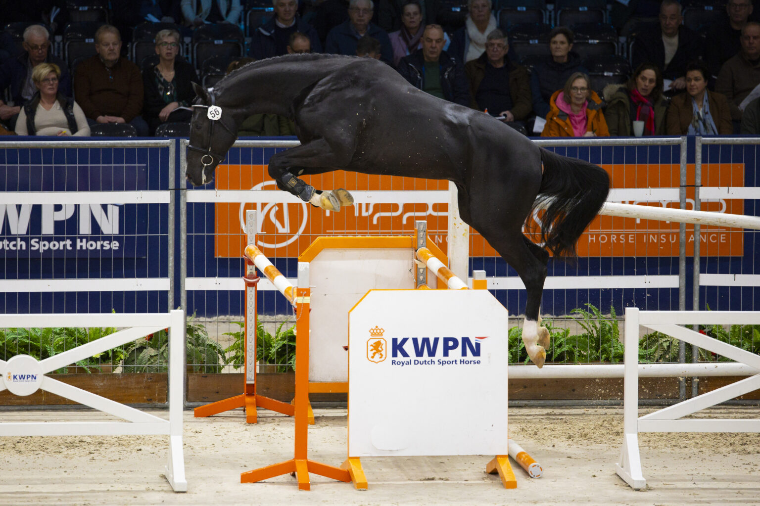 KWPN Stallion Show: 28 stallions selected for the performance test on ...