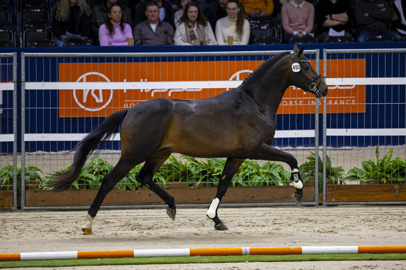 KWPN Stallion Show: in total 46 dressage stallions selected - DigiShots
